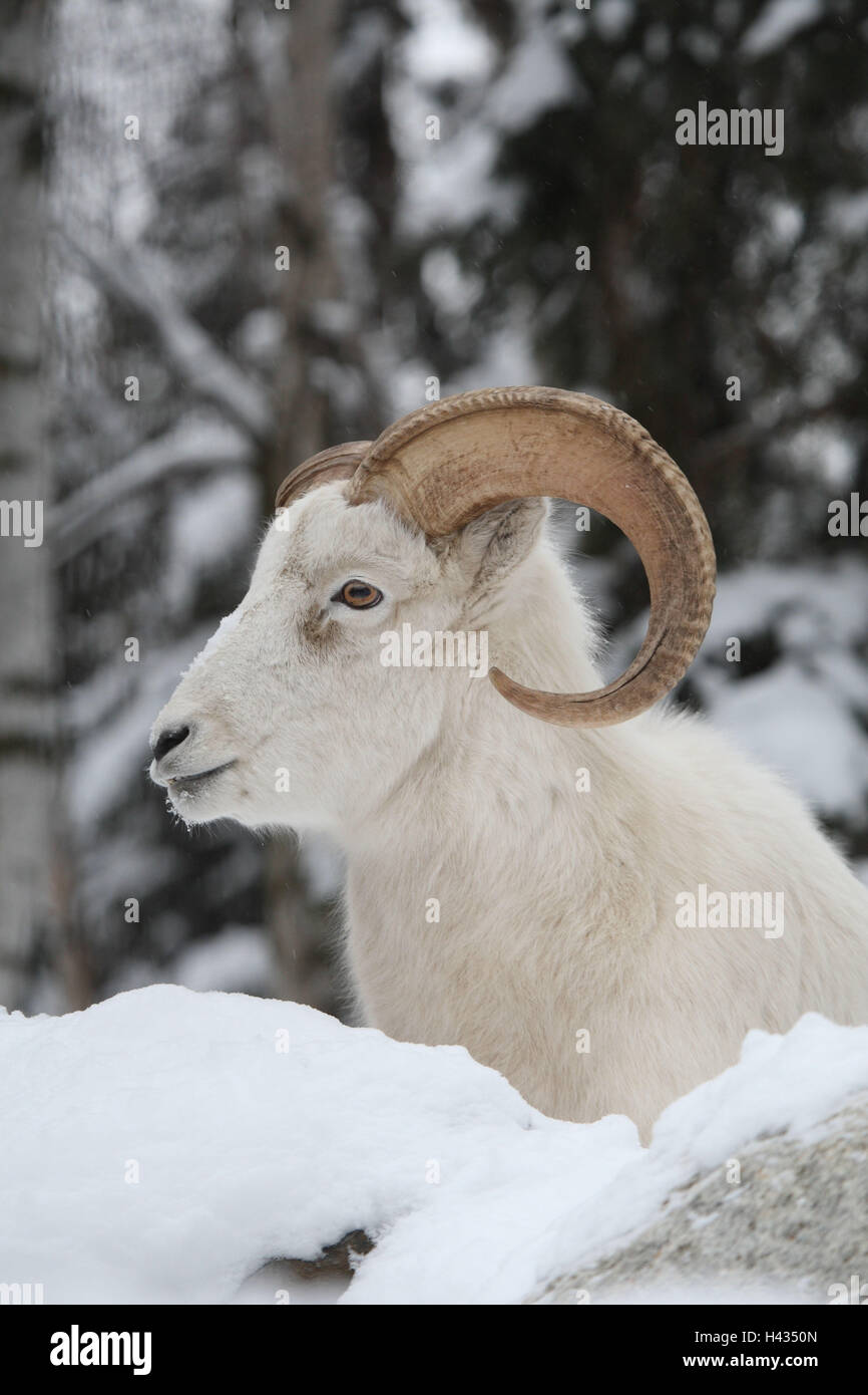 Dalls sheep hi-res stock photography and images - Alamy