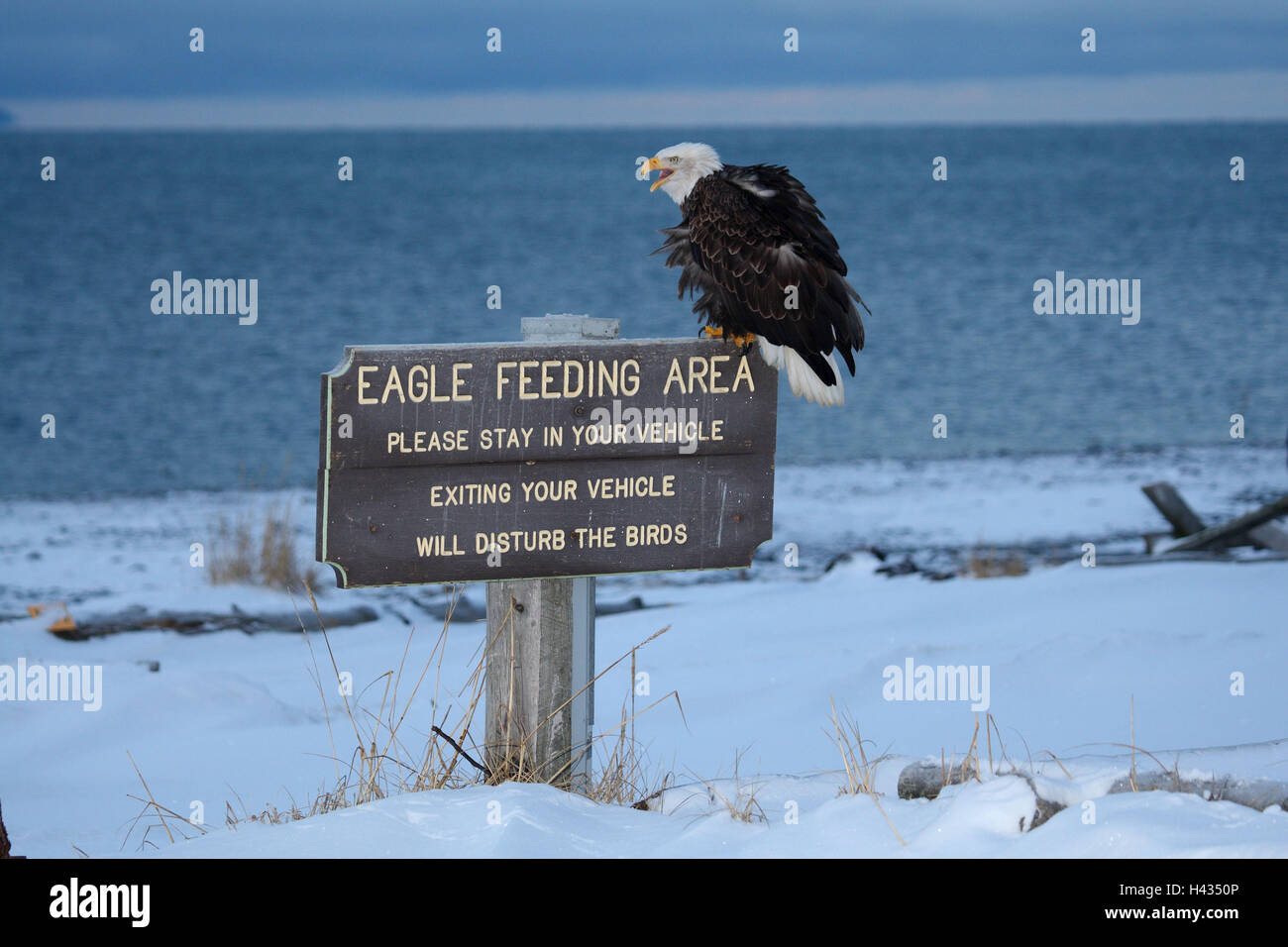 Bald Eagle, sign, sit, winter Stock Photo - Alamy
