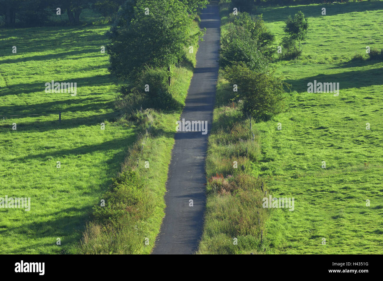 Country lane with trees hi-res stock photography and images - Alamy