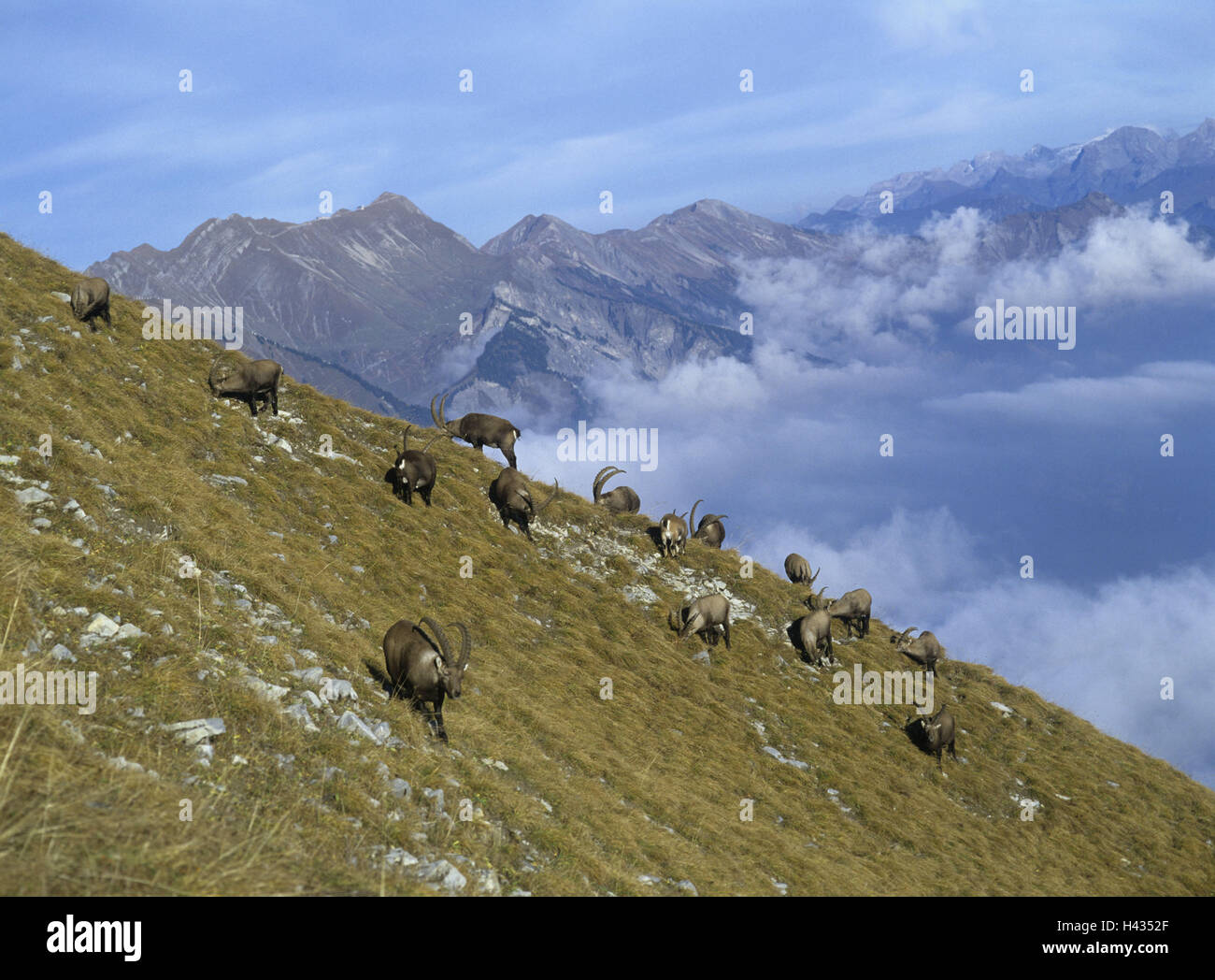 Habitat animal hi-res stock photography and images - Alamy