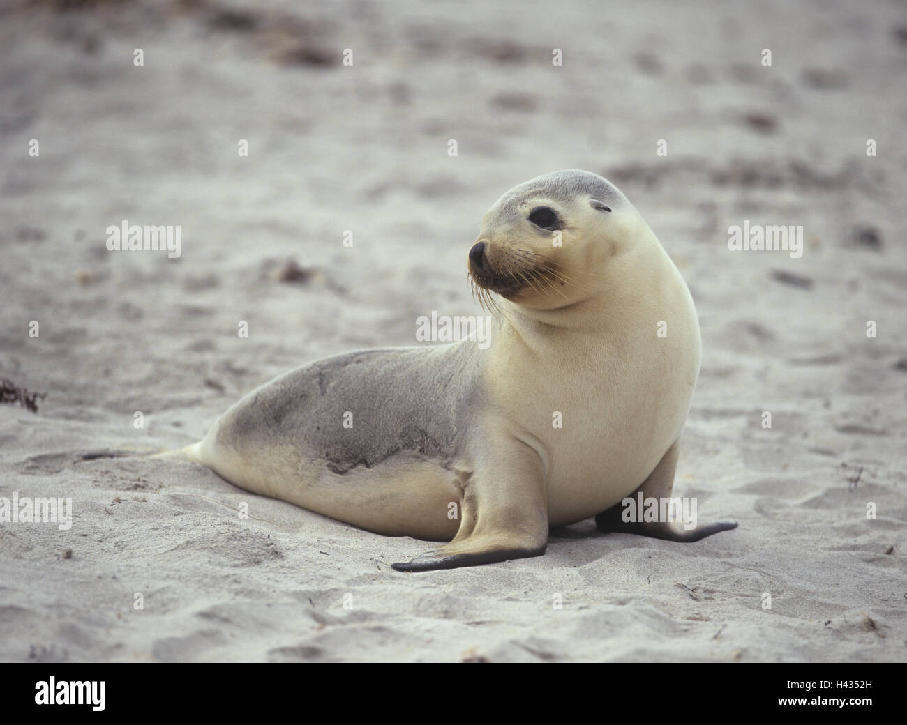 Australia, beach, Australian sea lion, Neophoca cinerea, animal world ...