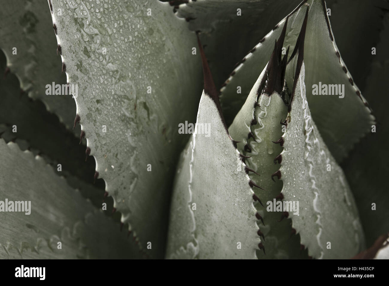 Agave, agave spec., close up, nature, botany, plant, rosette plant ...