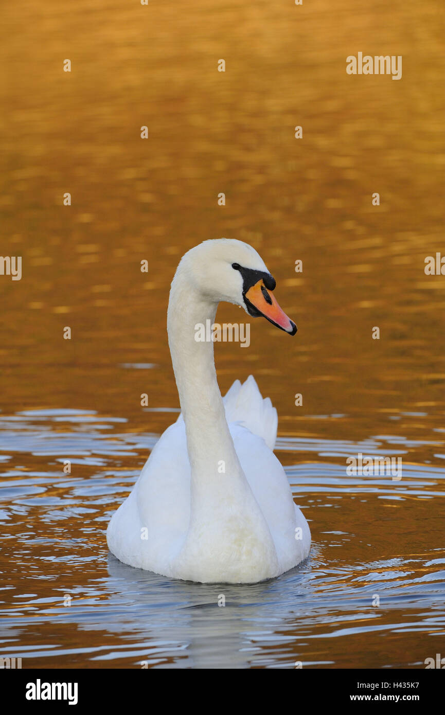 Lake, hump swan, Cygnus olor, evening mood, waters, water surface ...