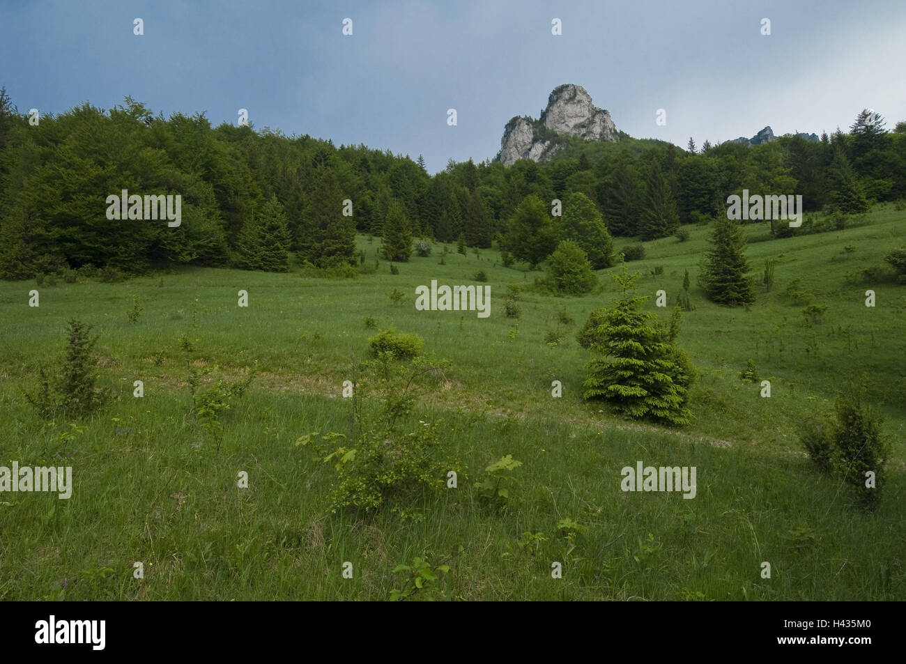 Mountain pasture, mountaintop Velky Rozsutec, Stefanova, national park ...
