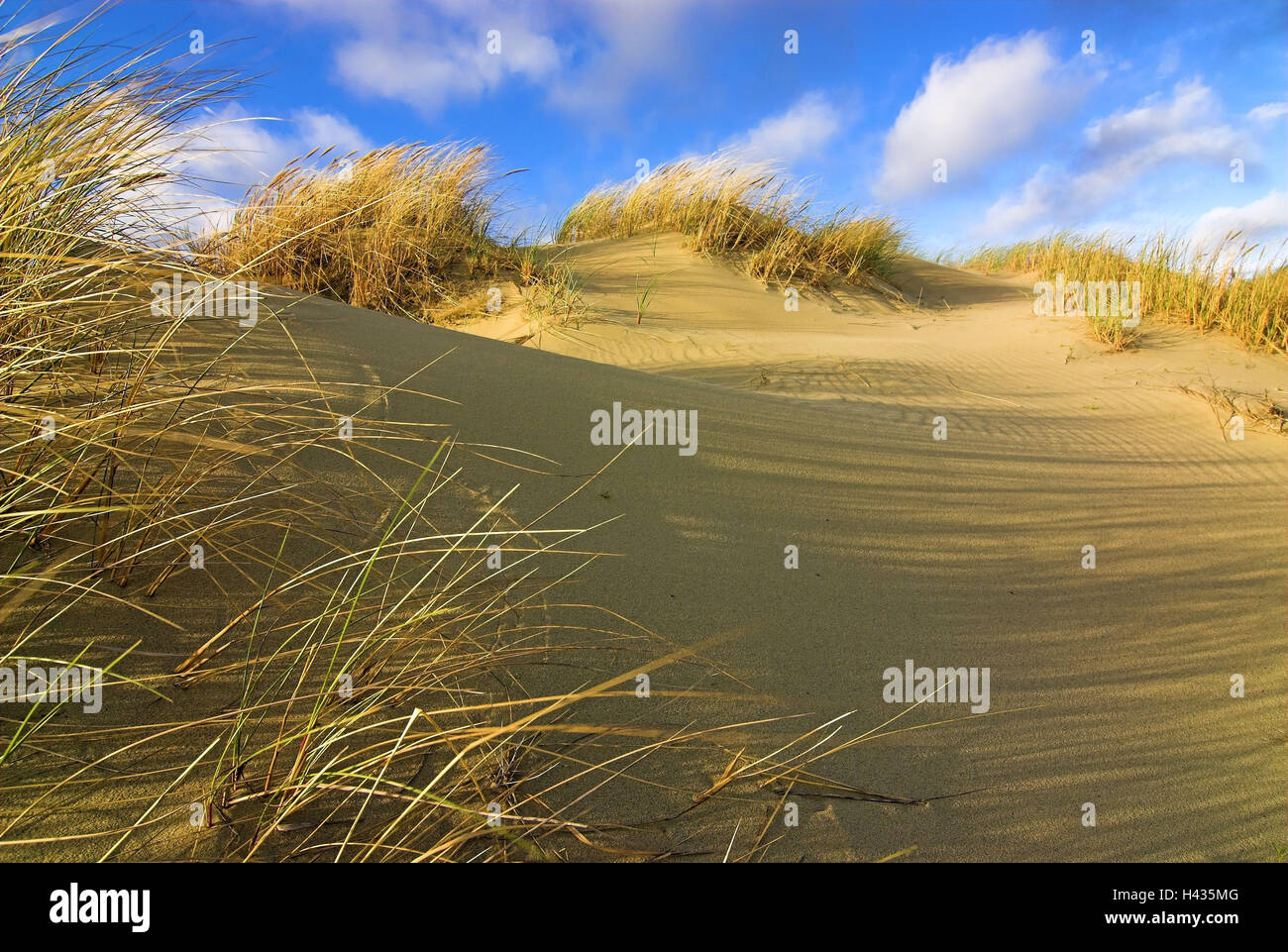 Dune grass, Lithuania, Nida, 'Great Dune', Curonian Spit National Park ...