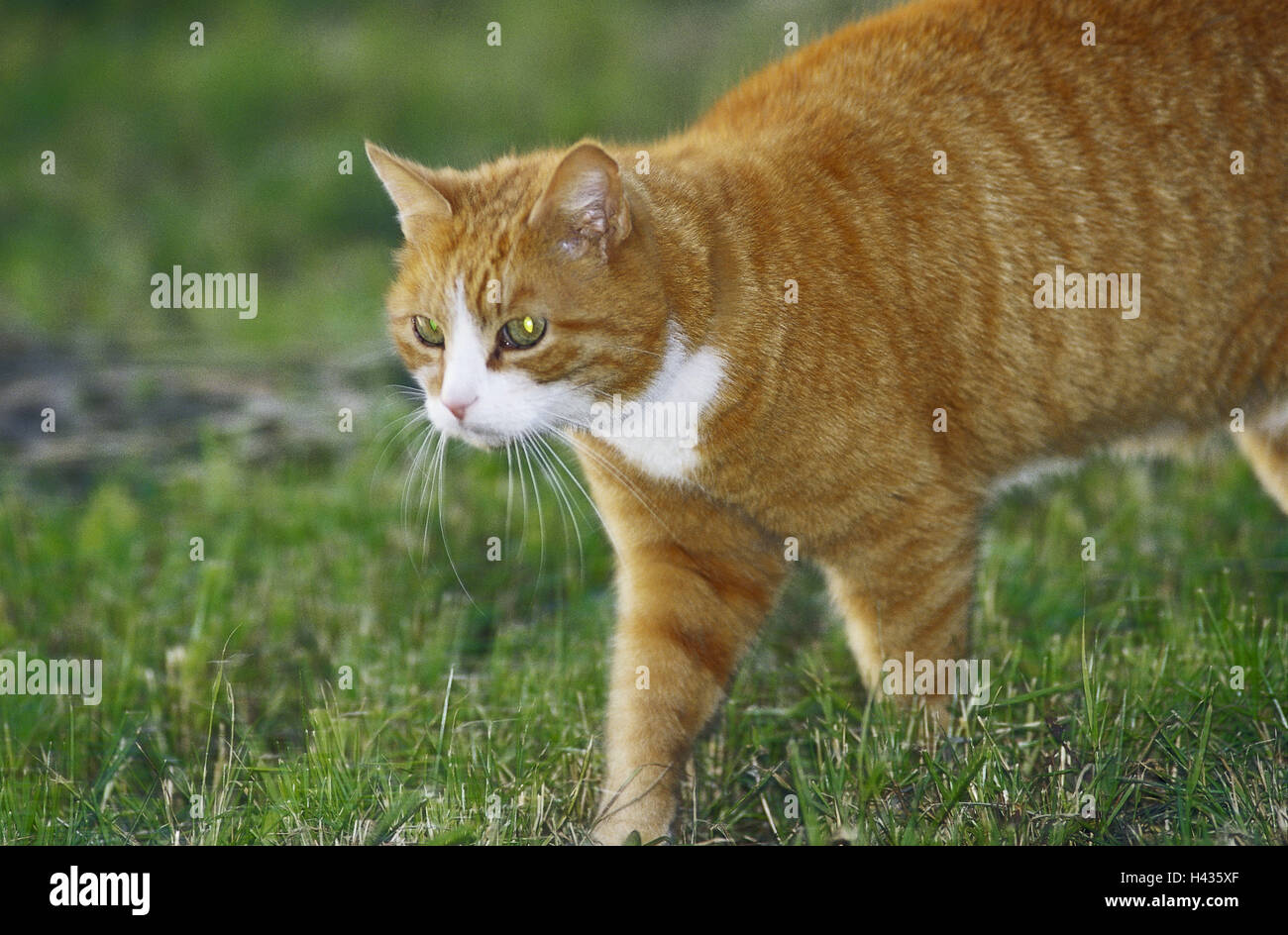 Cats, meadow, Anguidae, side view, detail, animal, pet, mammal, house ...