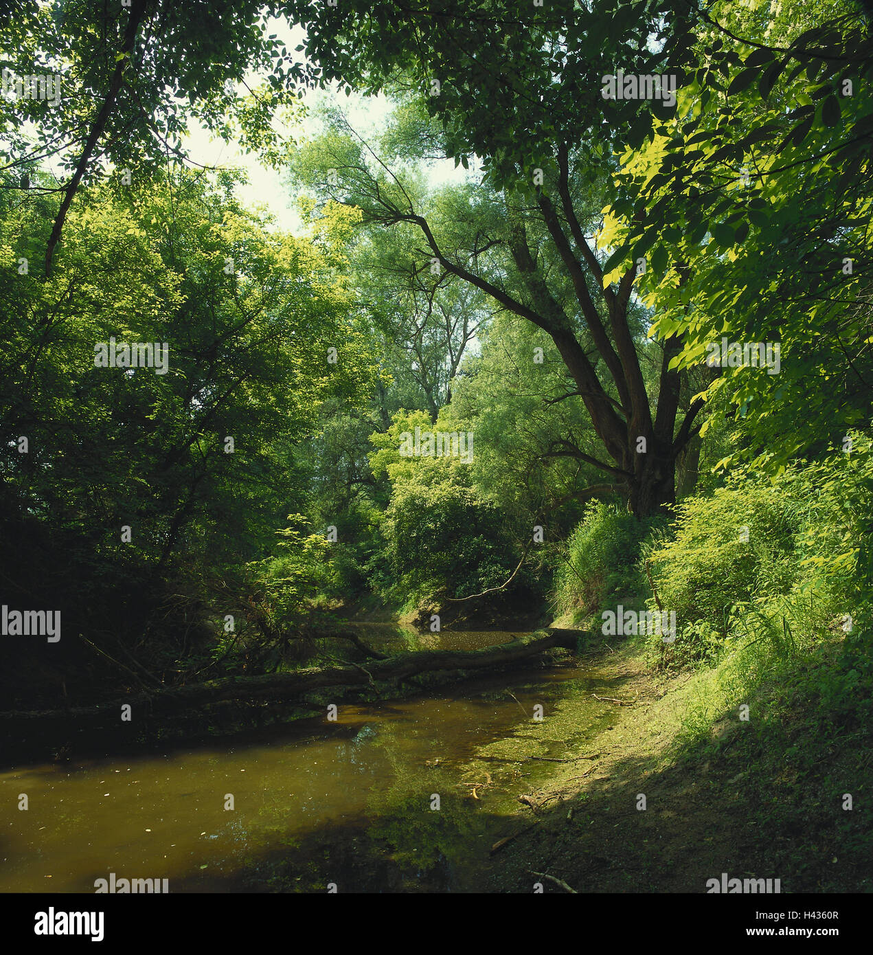 Austria, Schwechat, national park, Danube meadows, river, the Danube ...