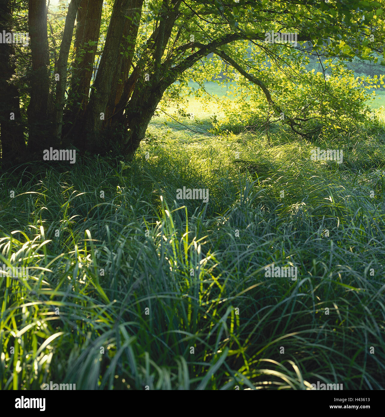 Austria, Upper Austria, Salzkammergut, Attergau, leech lake, reed grass ...