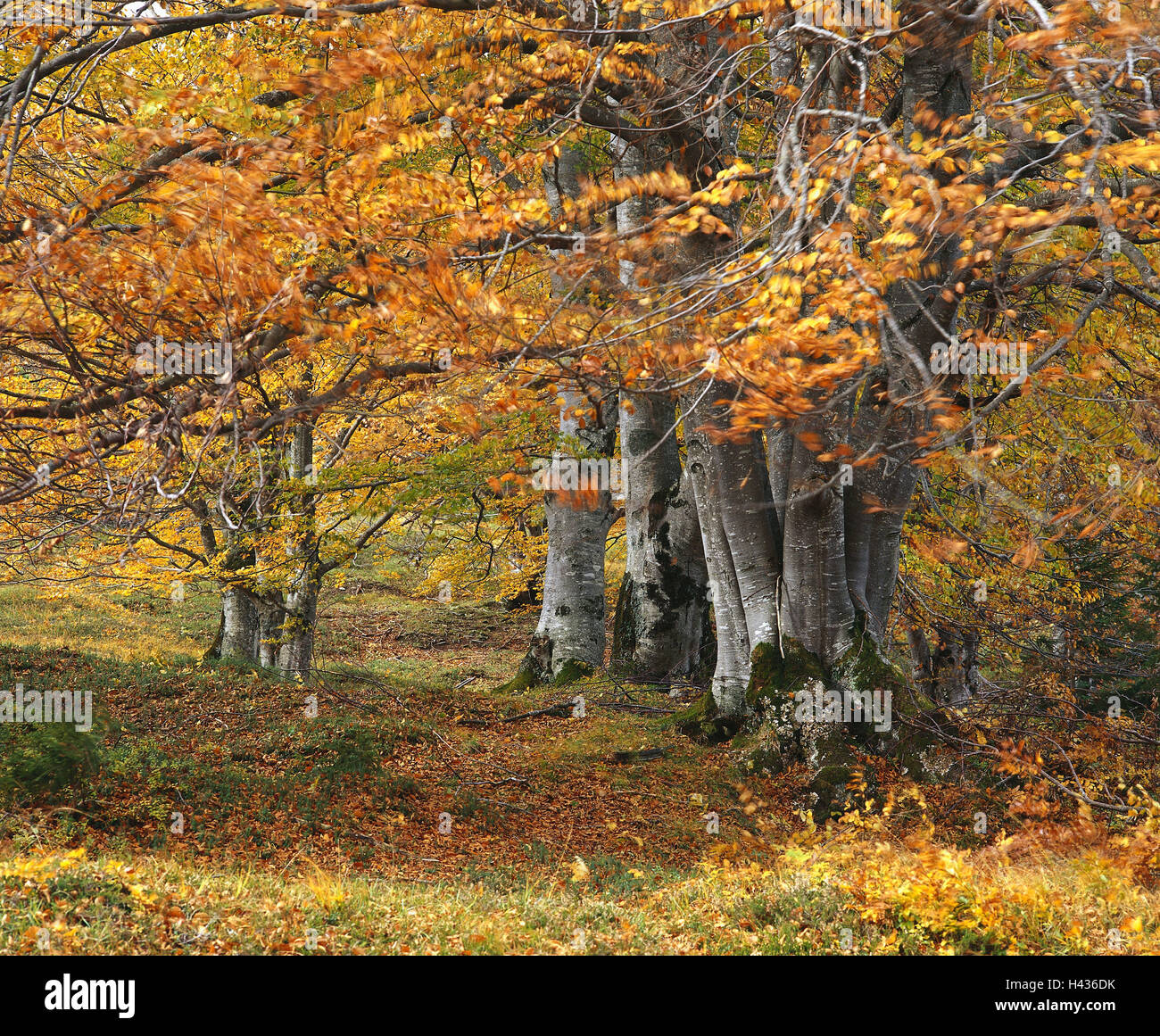 Wood, beech trees, autumn staining, deciduous forest, forest floor ...