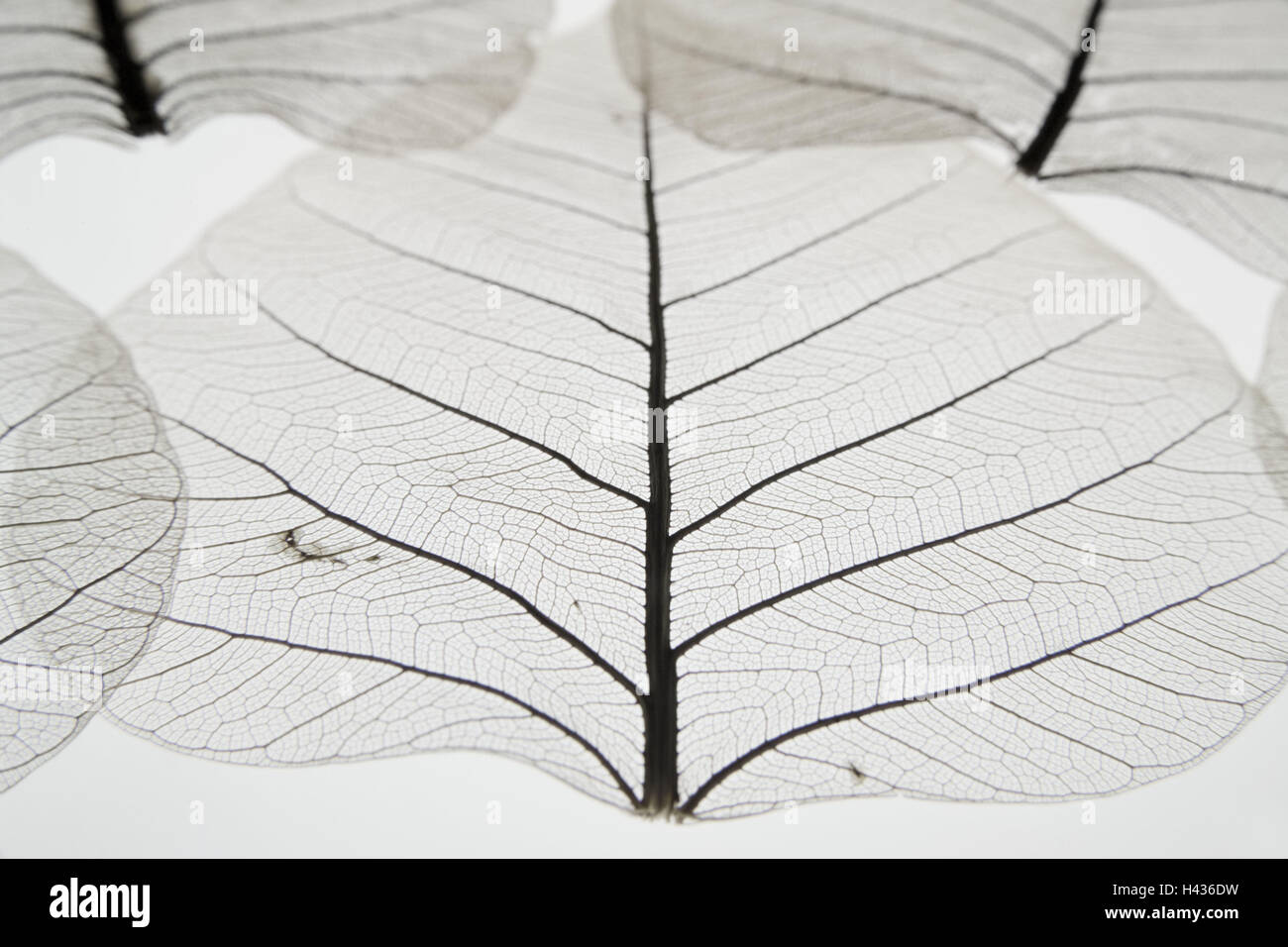 Poplar fig, leaves, structure, conductors, form, silhouette, heart ...