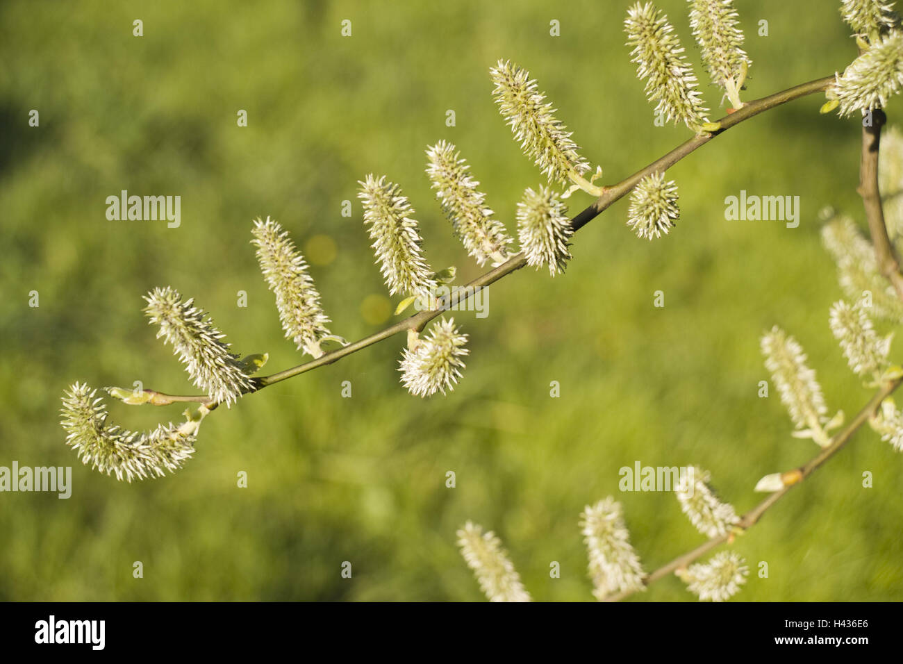 Sallow tree hi-res stock photography and images - Alamy