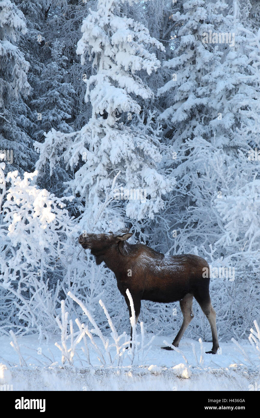 Elk wild animal hi-res stock photography and images - Alamy