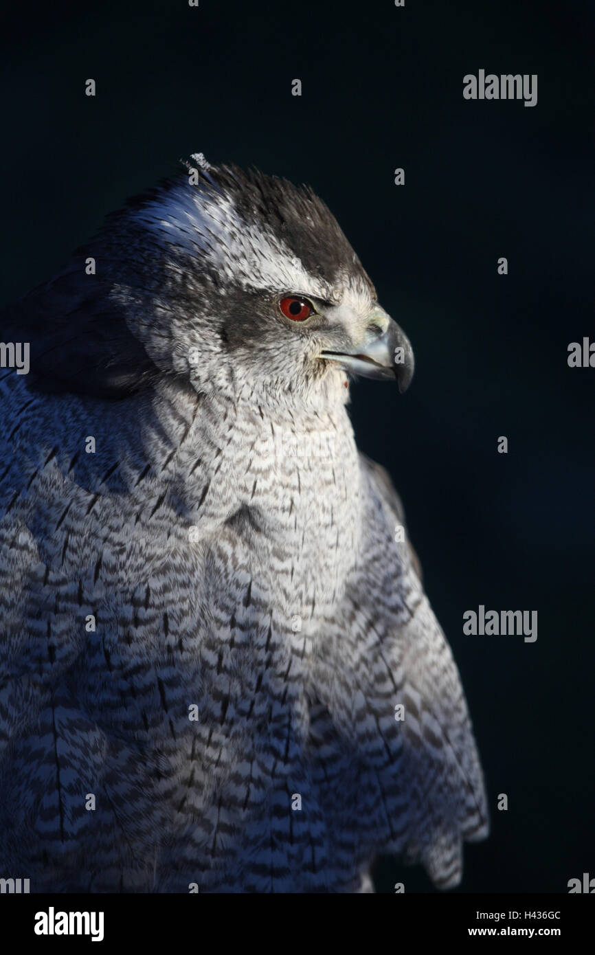 Northern goshawk america hi-res stock photography and images - Alamy