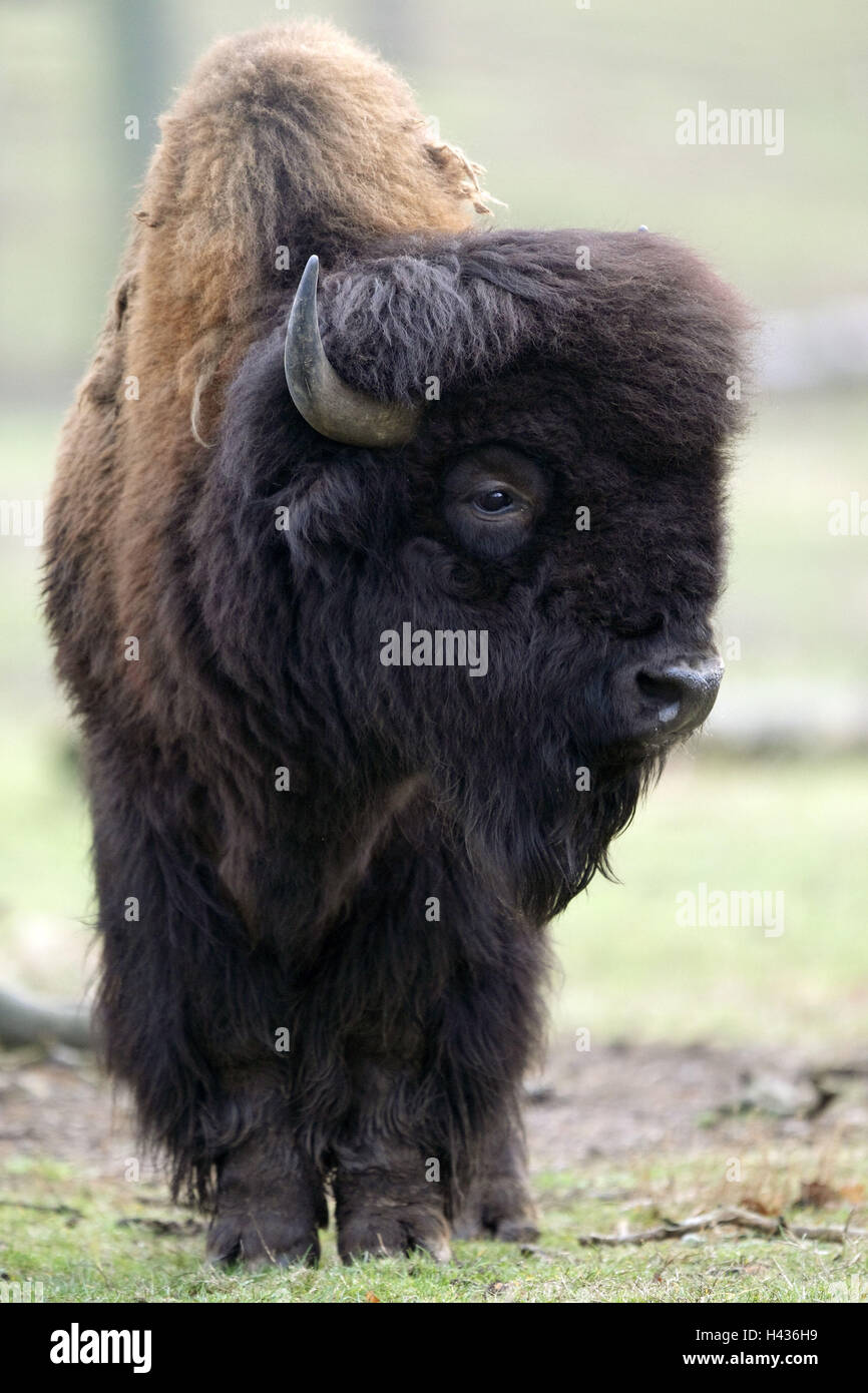American Bison Bull Head