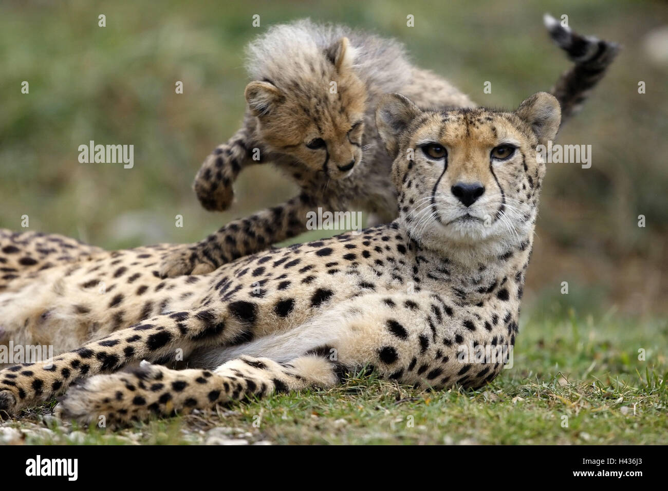 Cheetahs Acinonyx Jubatus Stock Photos & Cheetahs Acinonyx Jubatus ...