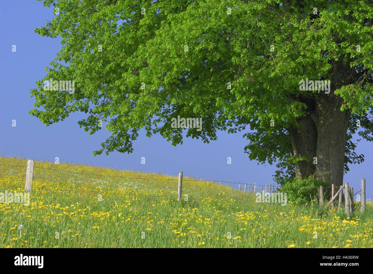 Lime-tree, meadow, spring, blossom, Tilia platyphyllos Stock Photo - Alamy