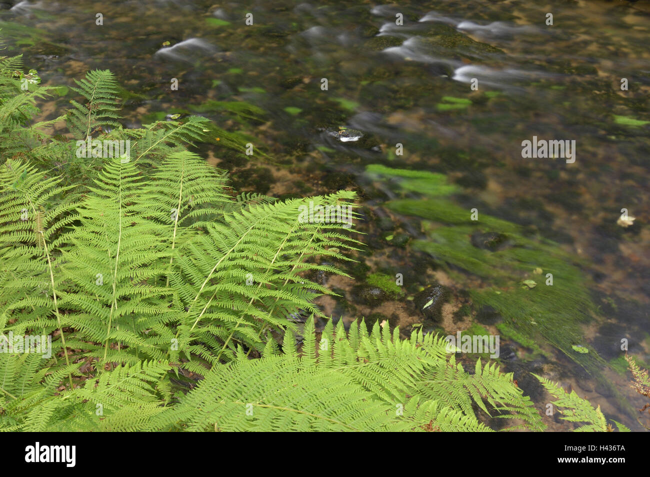 river, fern, water, flow Stock Photo - Alamy