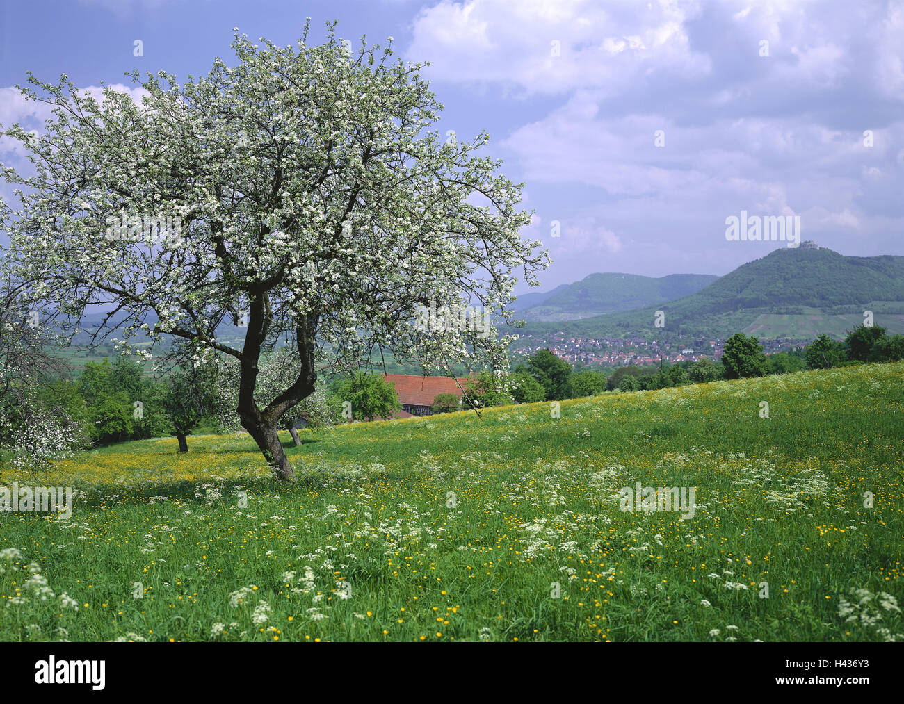 Germany, Swabian nightmare, Neuffen, Hohenneuffen, flower meadow, fruit ...