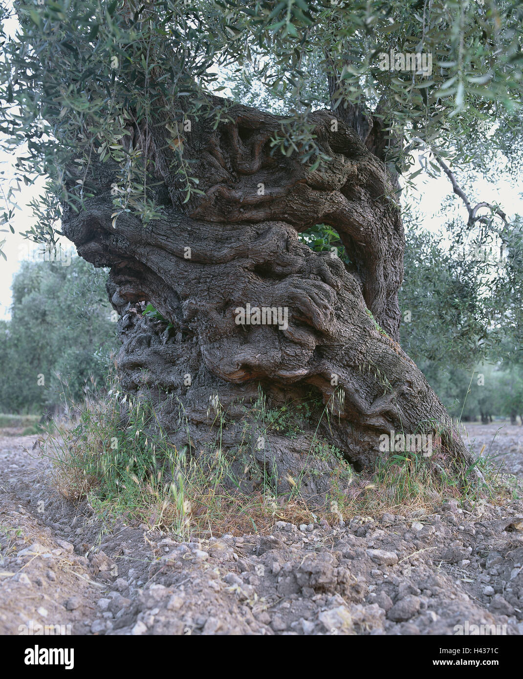 Olive tree, old, strain, detail, Mediterranean area, tree, trunk ...