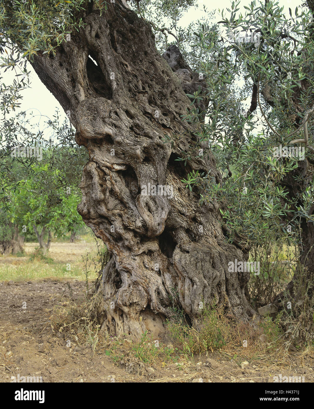Olive tree, old, strain, detail, Mediterranean area, tree, trunk ...