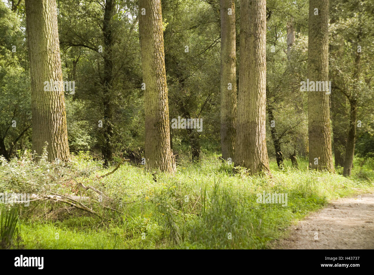 Poplar wood, strains, forestry, wood, trees, trunks, wooden, wooden ...