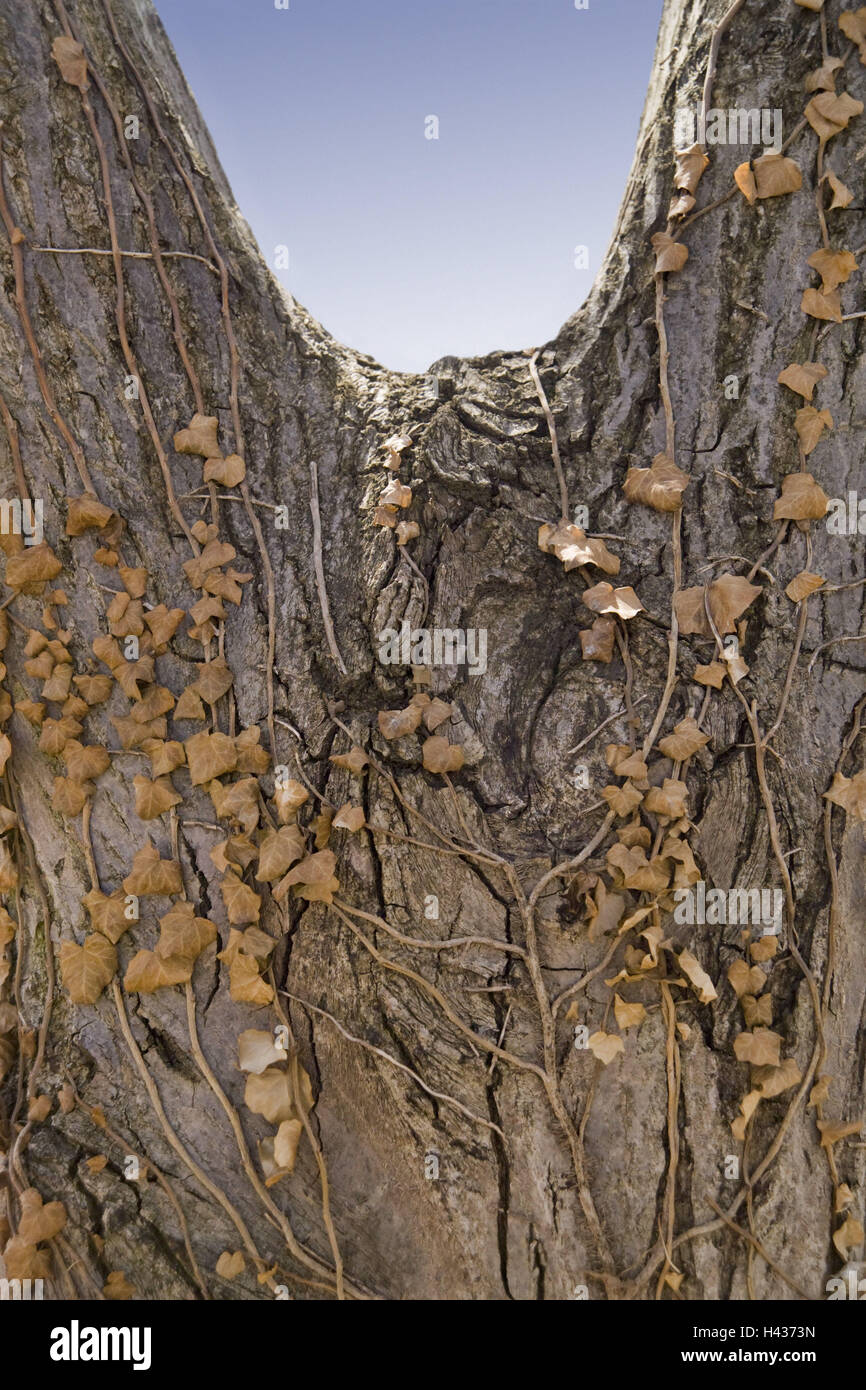 Walnut tree bark hi-res stock photography and images - Alamy