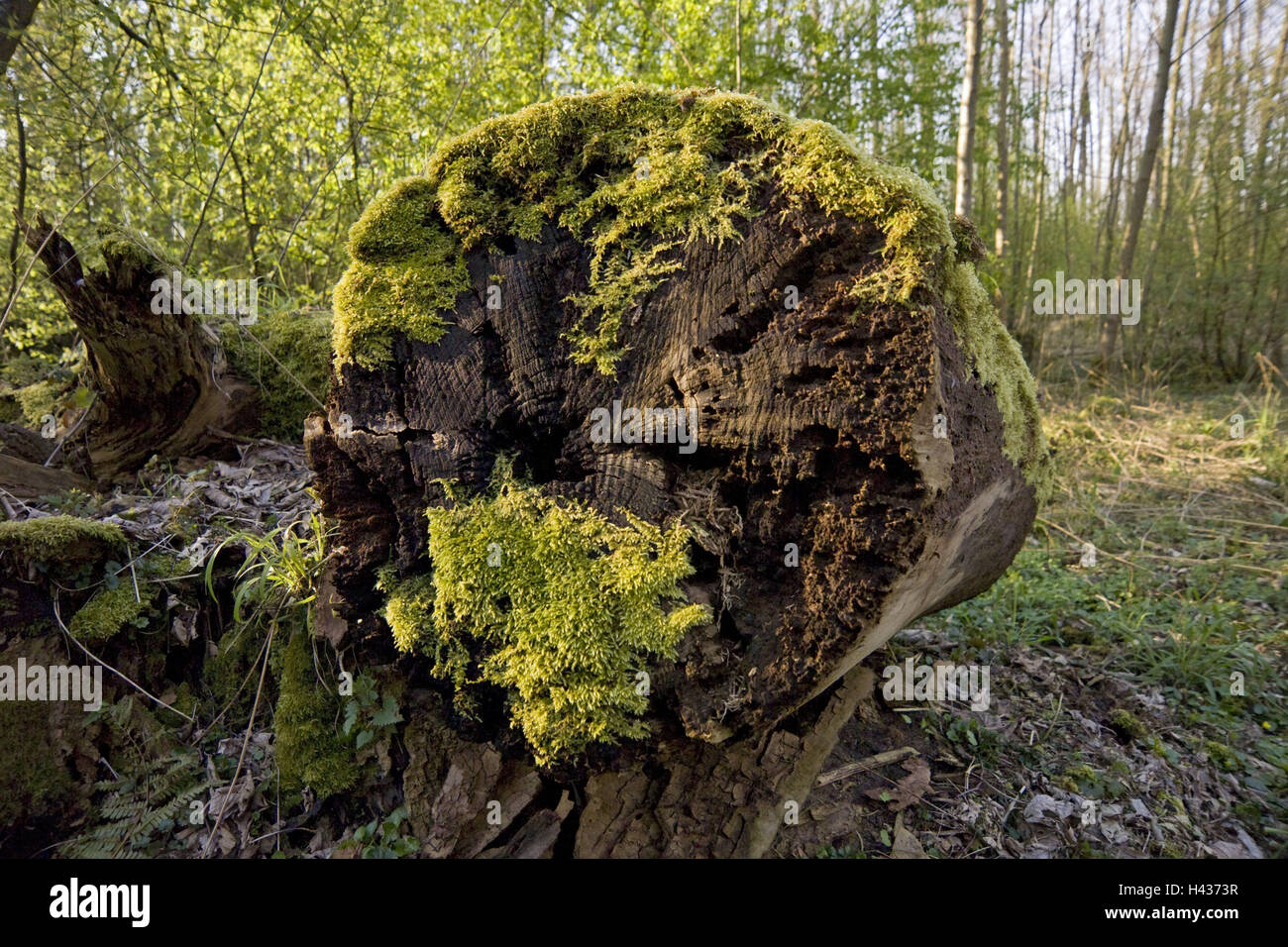 Trunk, rots, moss, detail, wood, tree, trees, tree slice, strain ...