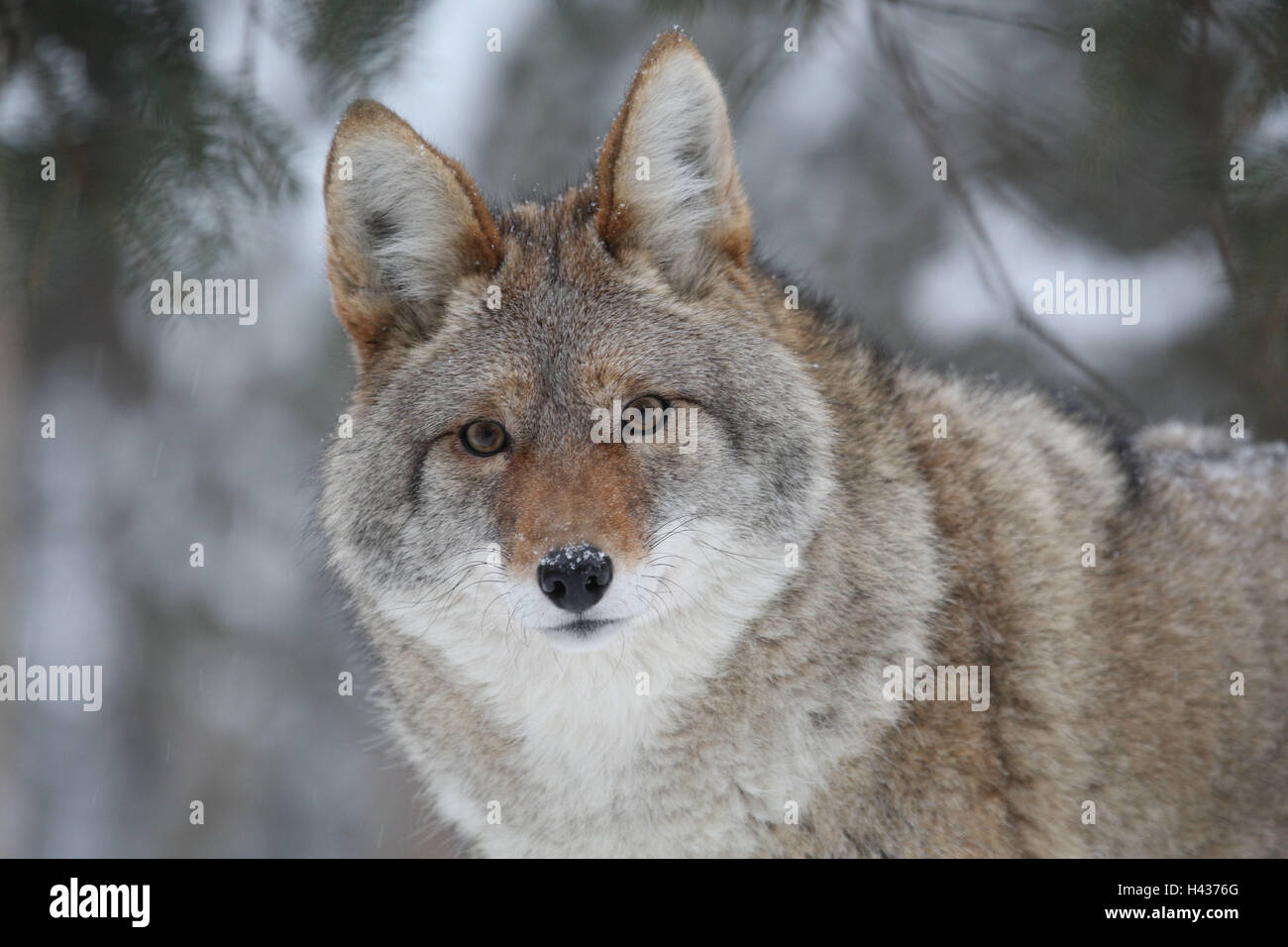 Animal coyote hi-res stock photography and images - Alamy