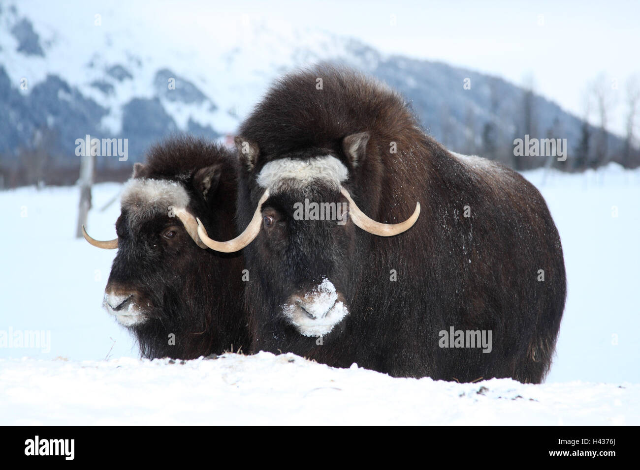Musk ox, winter Stock Photo - Alamy