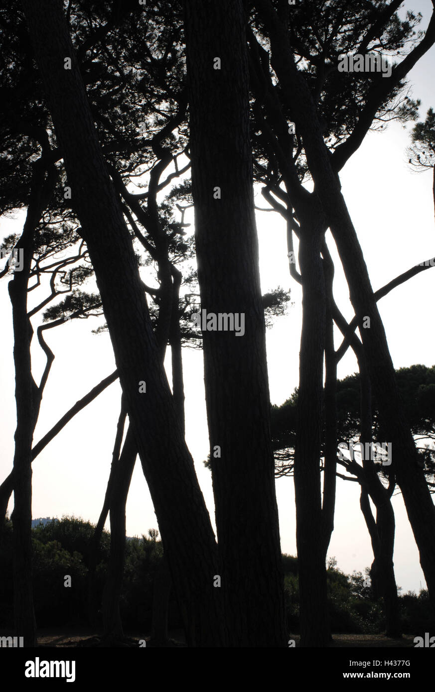 forrest, pines, Pinus pinea, trunks, back light, s/w Stock Photo - Alamy