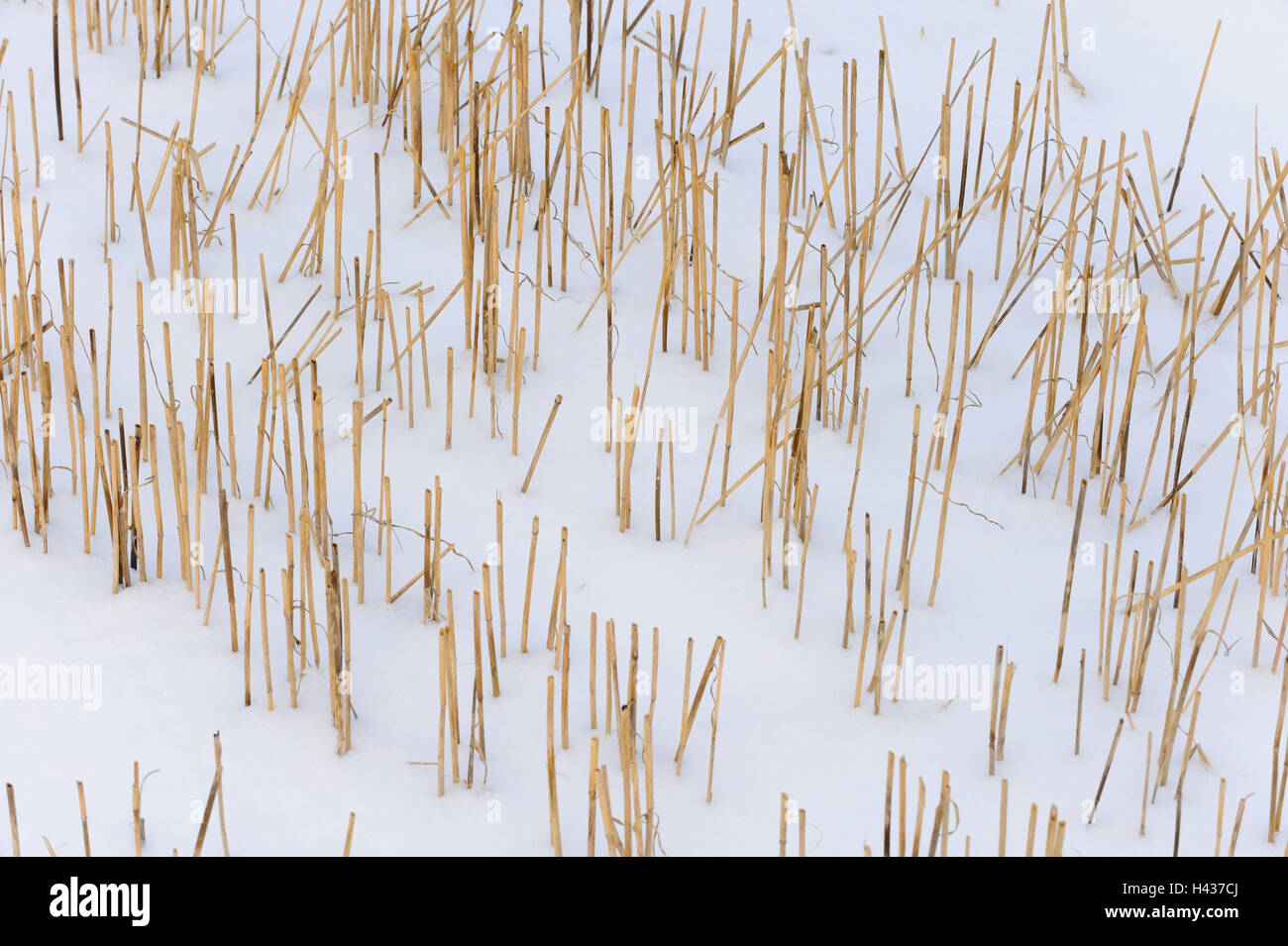 Stoppelig hi-res stock photography and images - Alamy