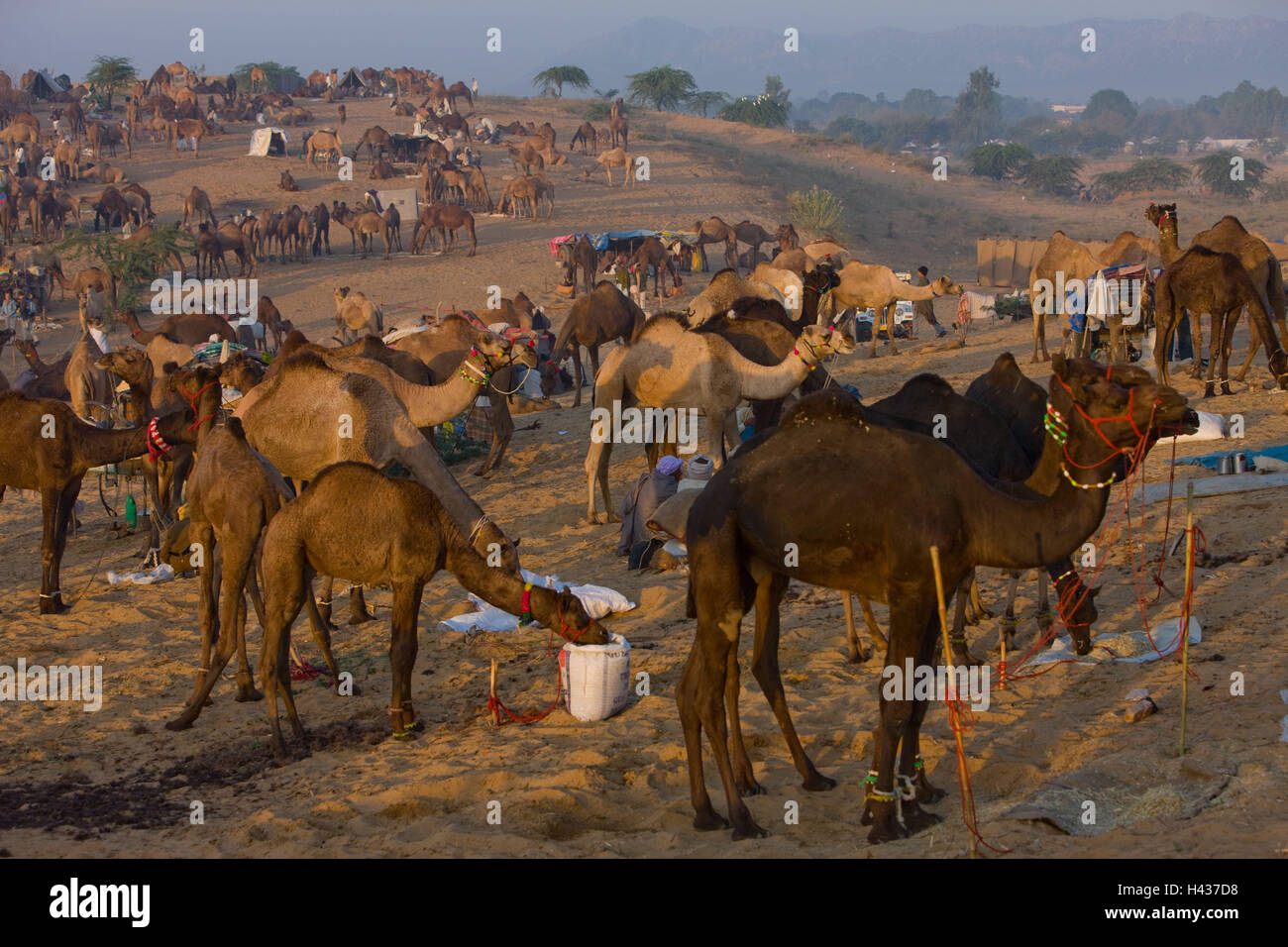 India, Rajasthan, Pushkar, pilgrim's feast, camel market Stock Photo ...
