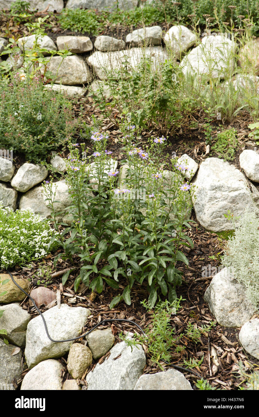 Garden, flowers, blossoms, mauve, blossom, garden, patch, stone patch ...