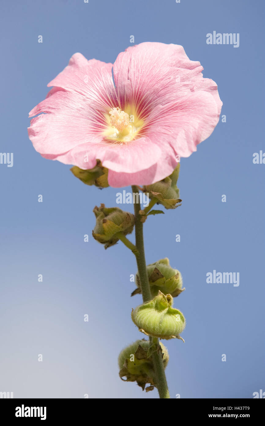 Floor rose, Alcea rosea, detail, blossom, pink, plant, flower, floor ...