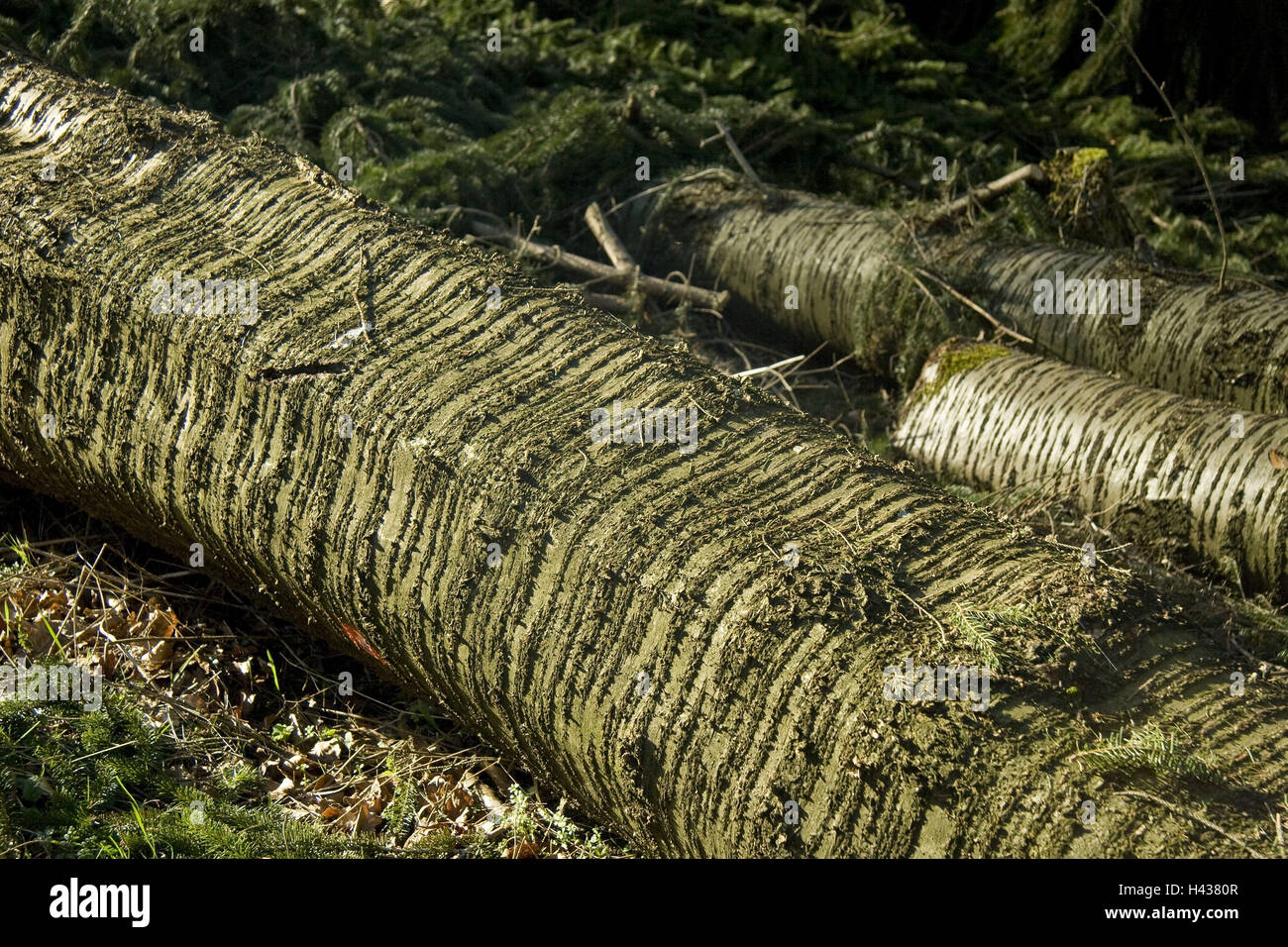 Forest floor, conifer, likes, detail, strain, wood, tree, trunk, lie ...