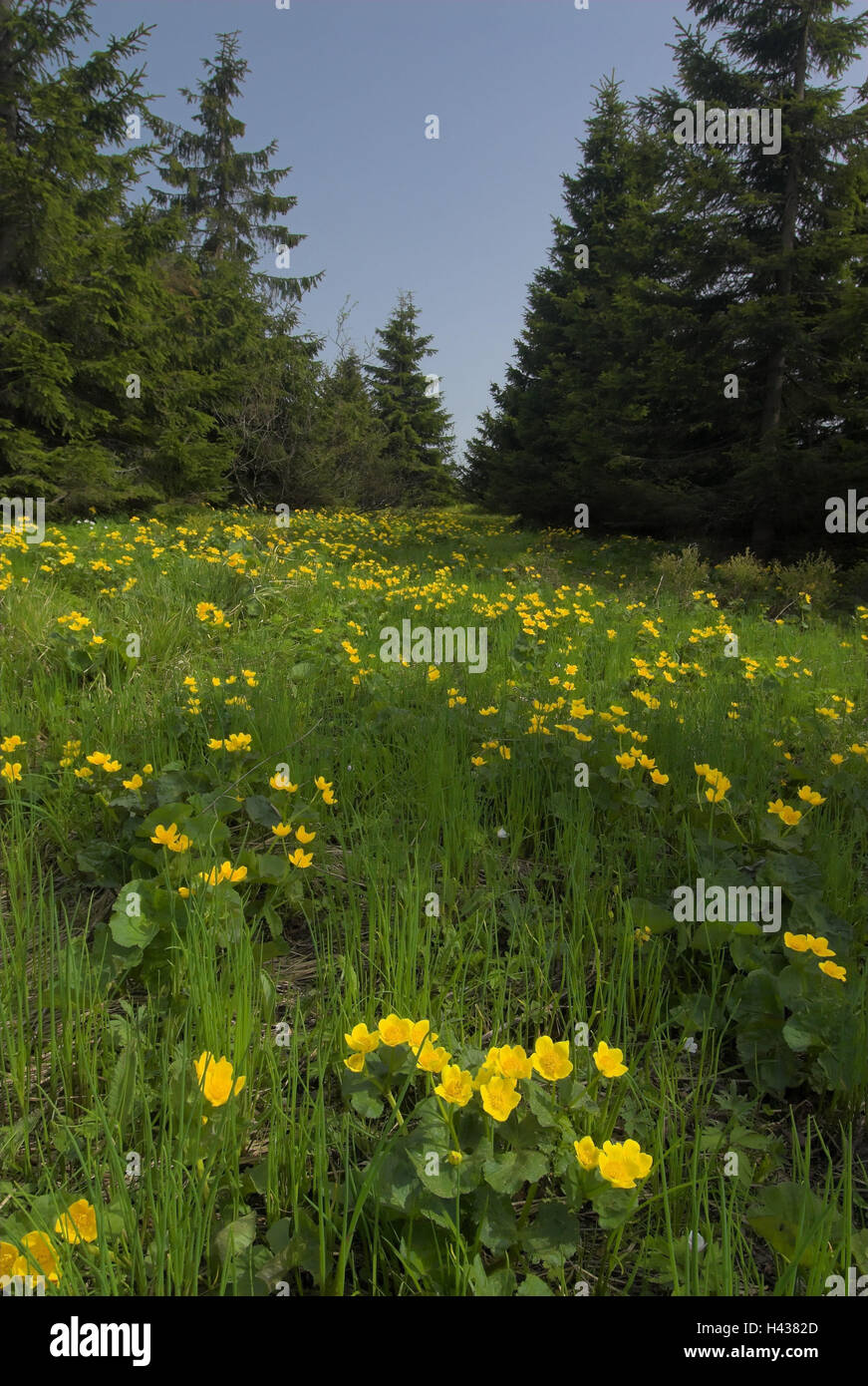 Flowers, Sattelmoor, national park 'Mala Fatra', province Zilina ...