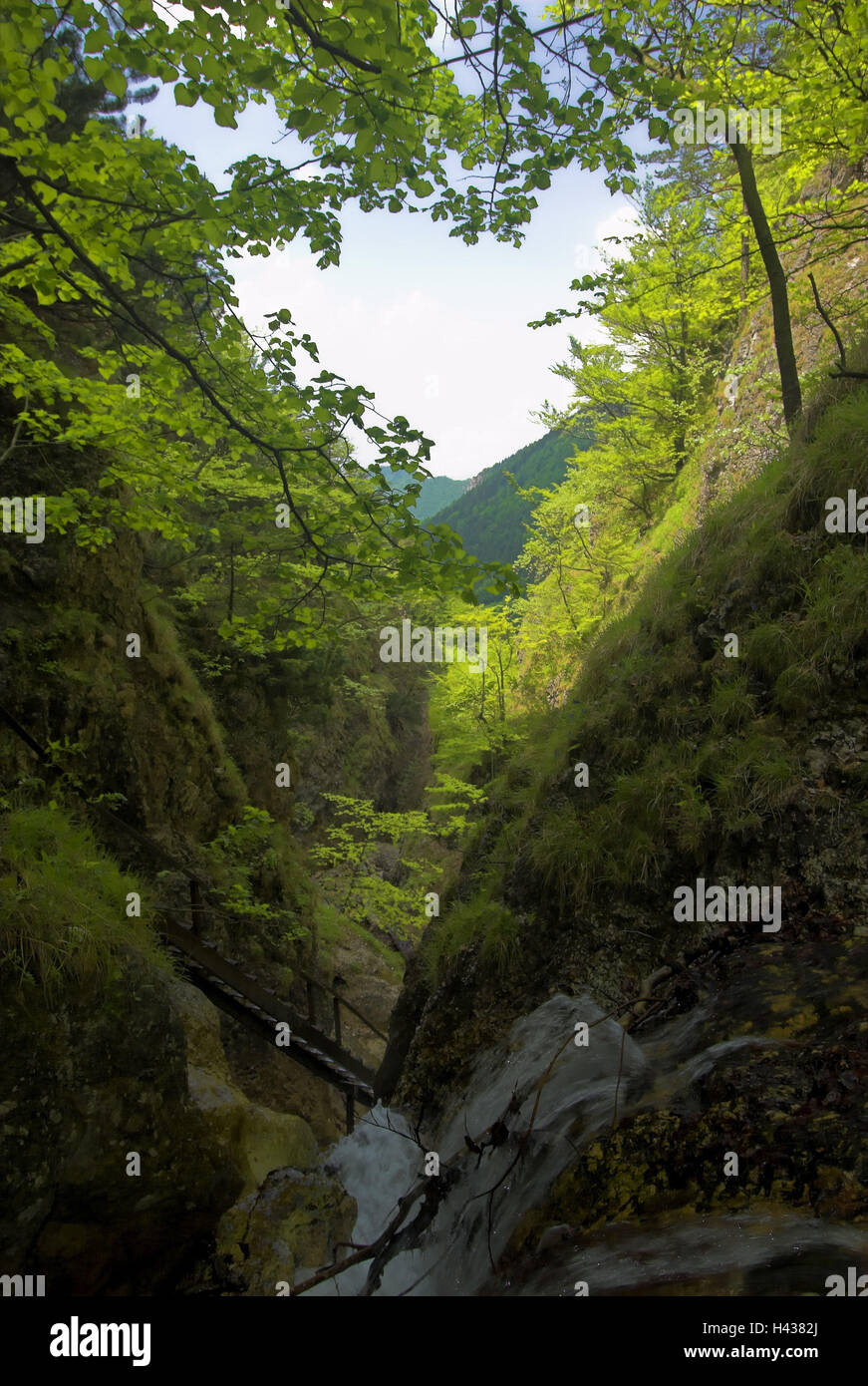 Gorge, Horné diery, Stefanova, national park 'Mala Fatra', province ...