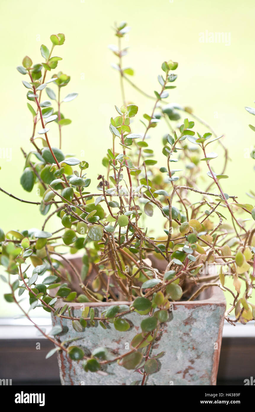Tone pot, sour clover, indoor plant, green plant, potted plant, plant ...