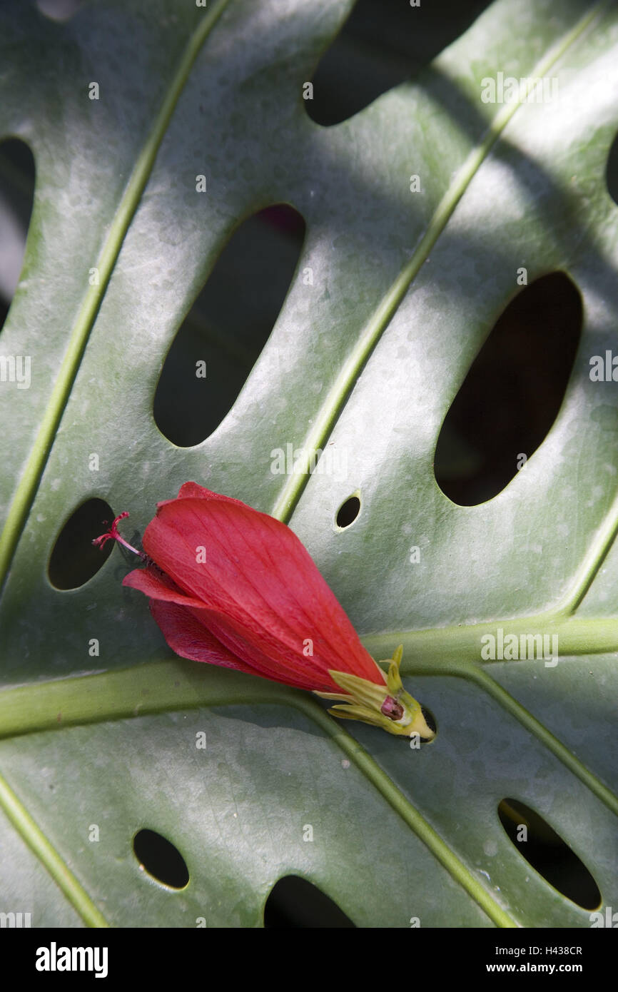 Monstera monstera spec hi-res stock photography and images - Alamy