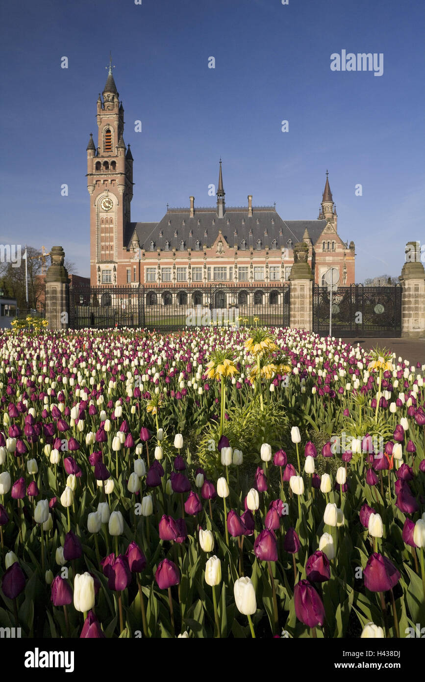 The Netherlands, Hague, international peace palace, bed tulips Stock ...