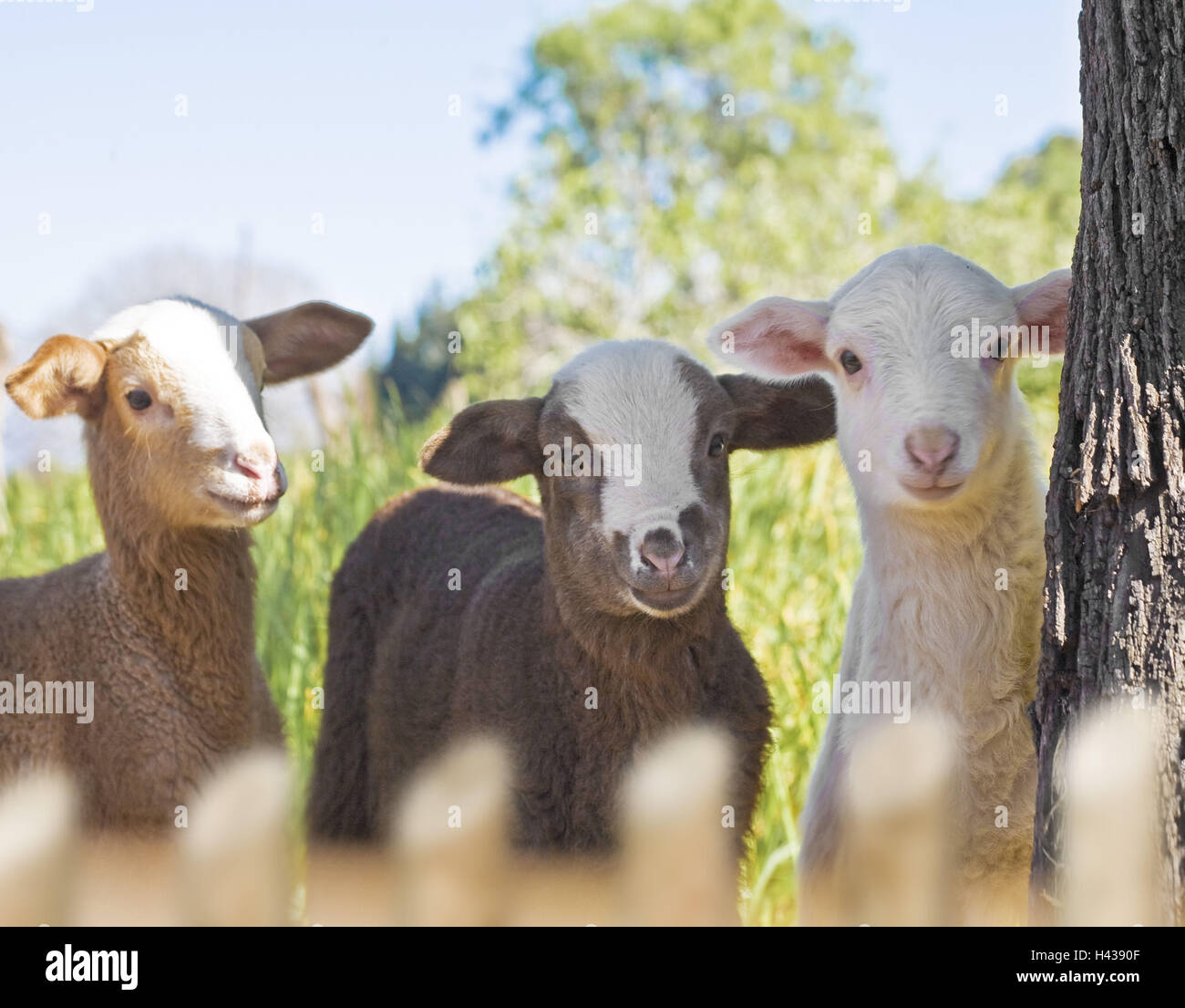 Three young animals hi-res stock photography and images - Alamy