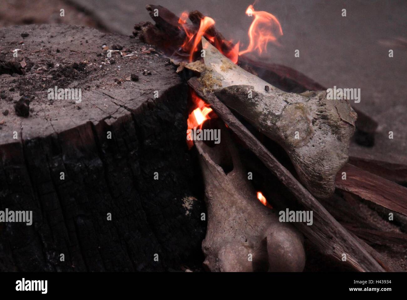 Firewood and animal bone in rural thai knowledge Stock Photo - Alamy