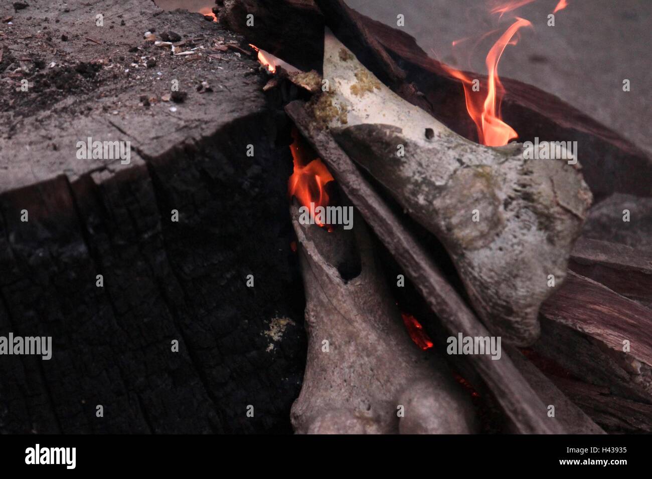 Firewood and animal bone in rural thai knowledge Stock Photo - Alamy