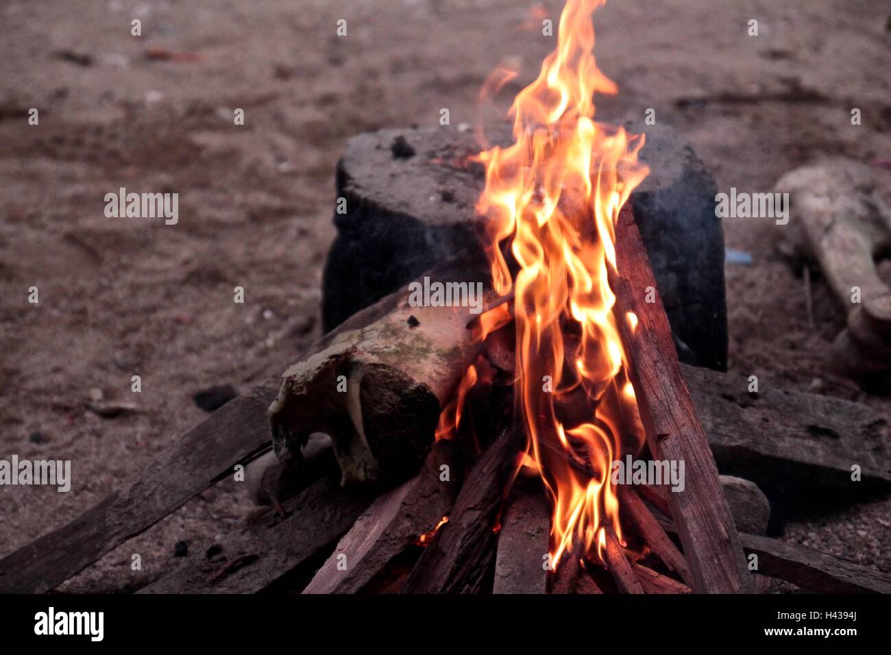 Firewood and animal bone in rural thai knowledge Stock Photo - Alamy