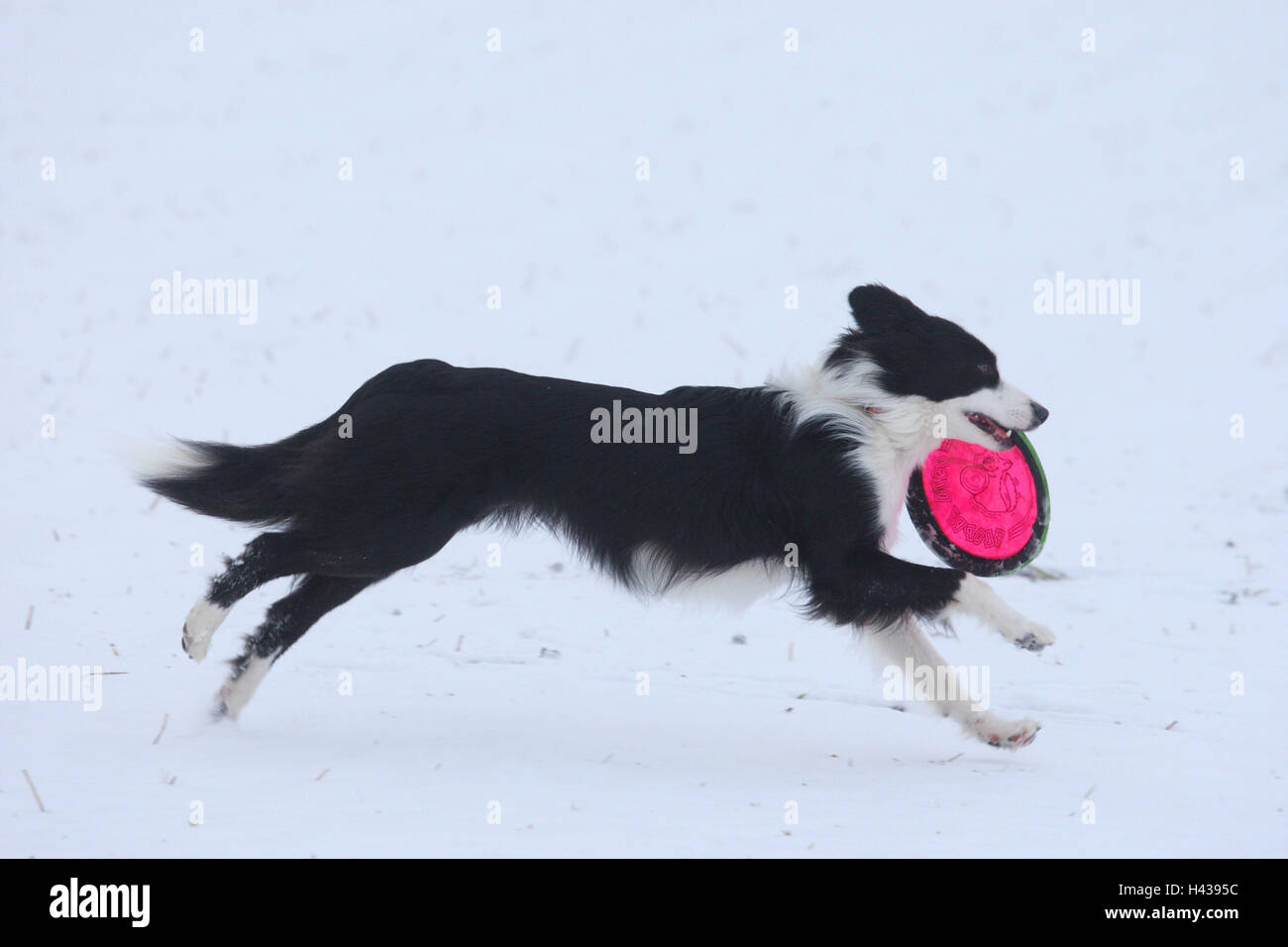 Dog toys hi-res stock photography and images - Alamy