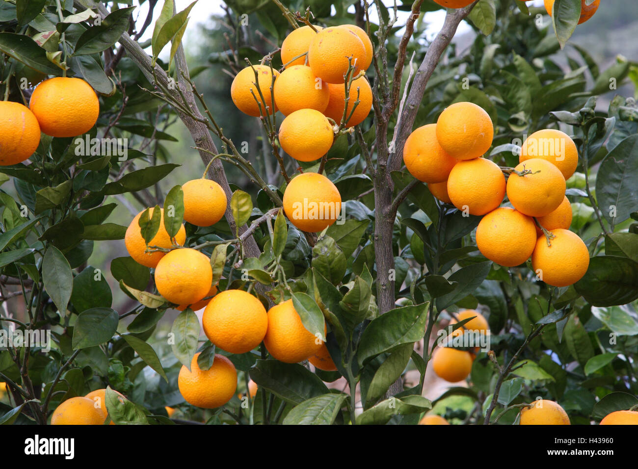 Oranges spain hi-res stock photography and images - Alamy