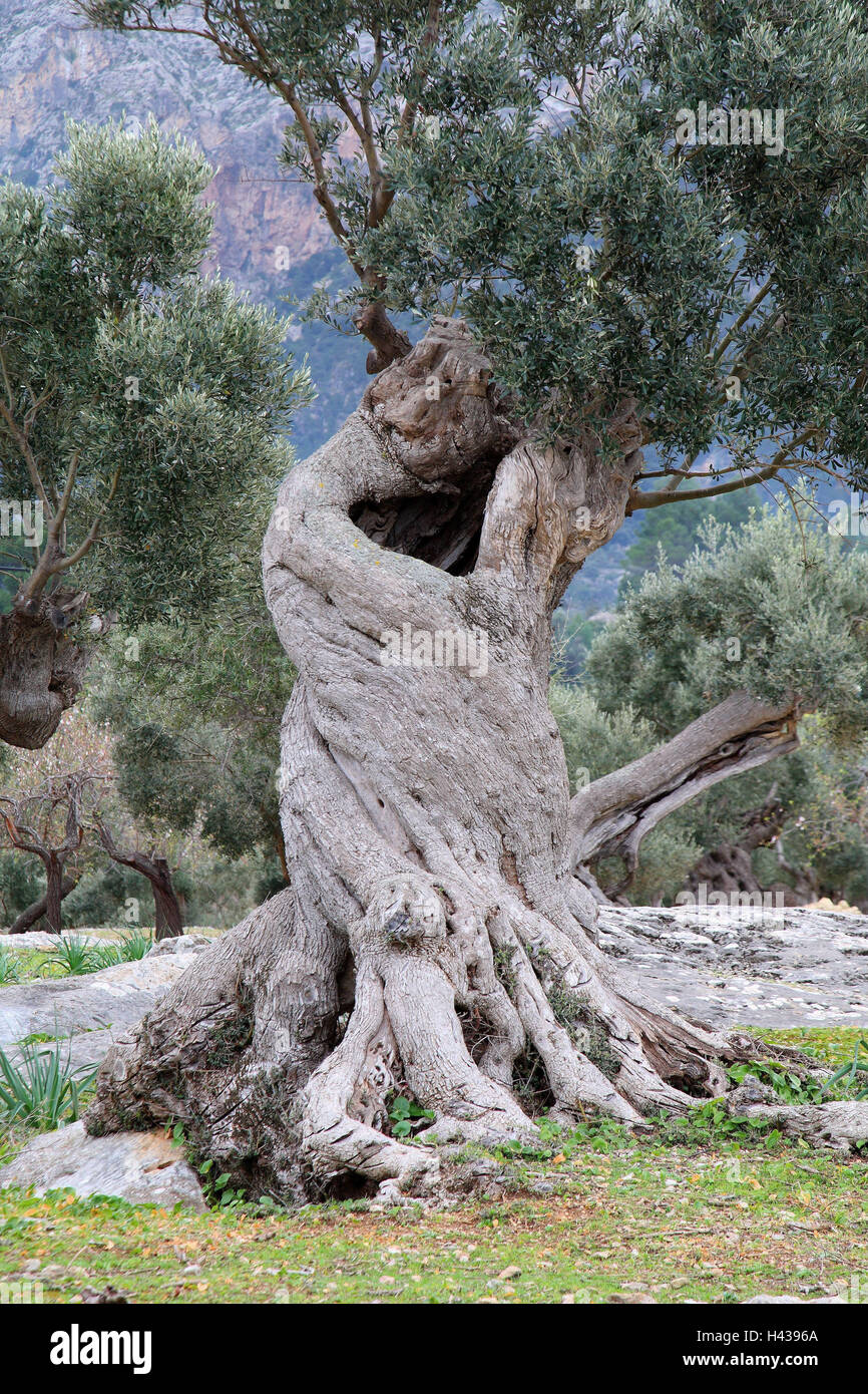 Majorca, olive grove, Spain, the Balearic Islands Stock Photo - Alamy
