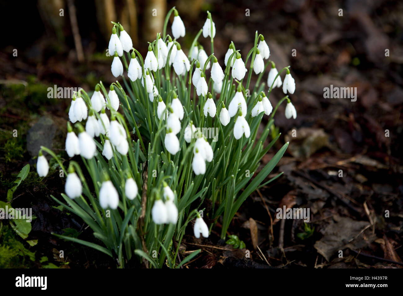 Snow bells flowers hi-res stock photography and images - Alamy