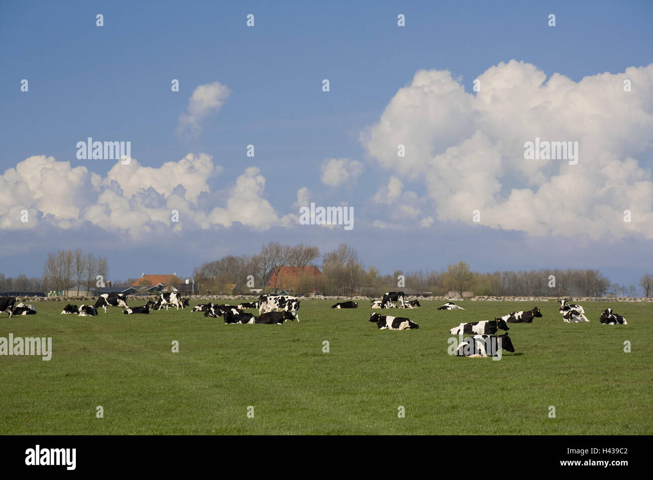 The Netherlands, Friesland, cows, pasture Stock Photo - Alamy