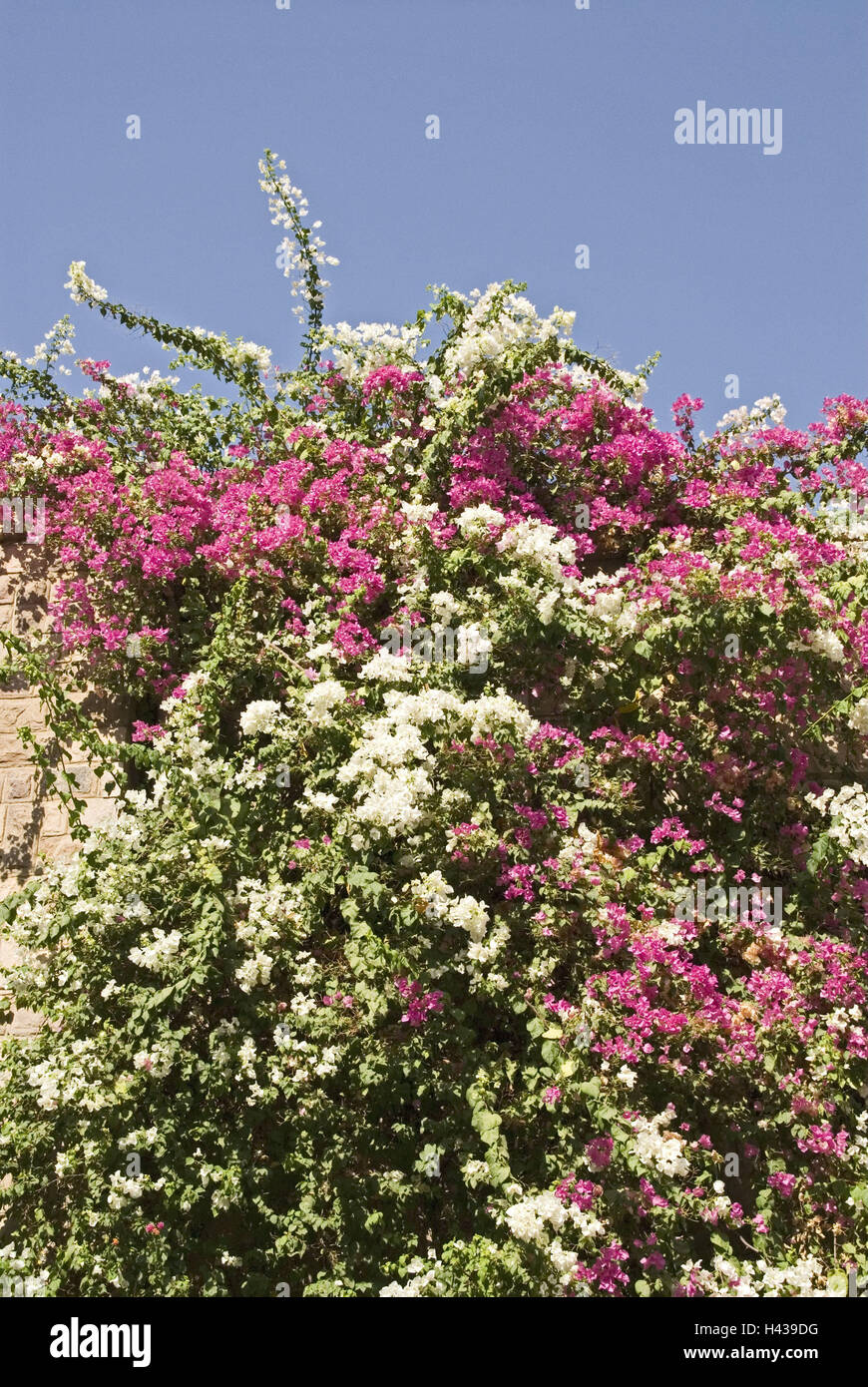Egypt, Aswan, the Nile, island Elephantine, vegetation, bougainvillaea ...